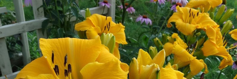 New 2026 Daylilies | Stunning New Daylilies | Oakes Daylilies