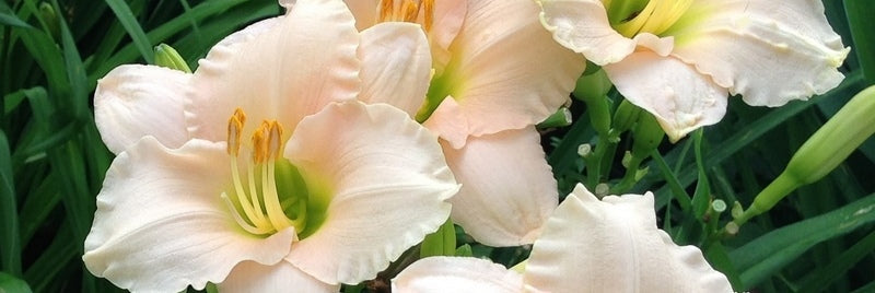Near White Daylilies | Adds a Refreshing Elegance | Oakes Daylilies