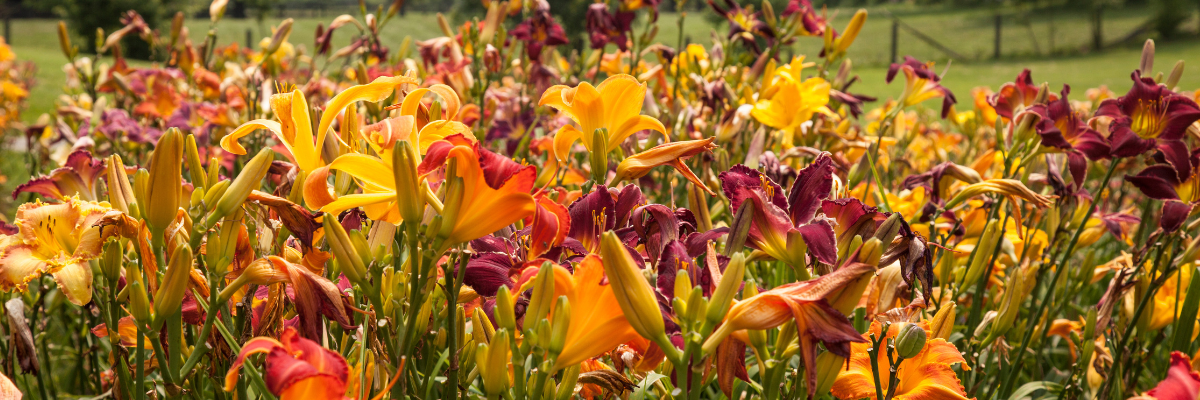 Top 50 Best Sellers — Oakes Daylilies