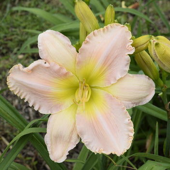 Barbara White Daylily | Lightly Fragrant |Oakes Daylilies