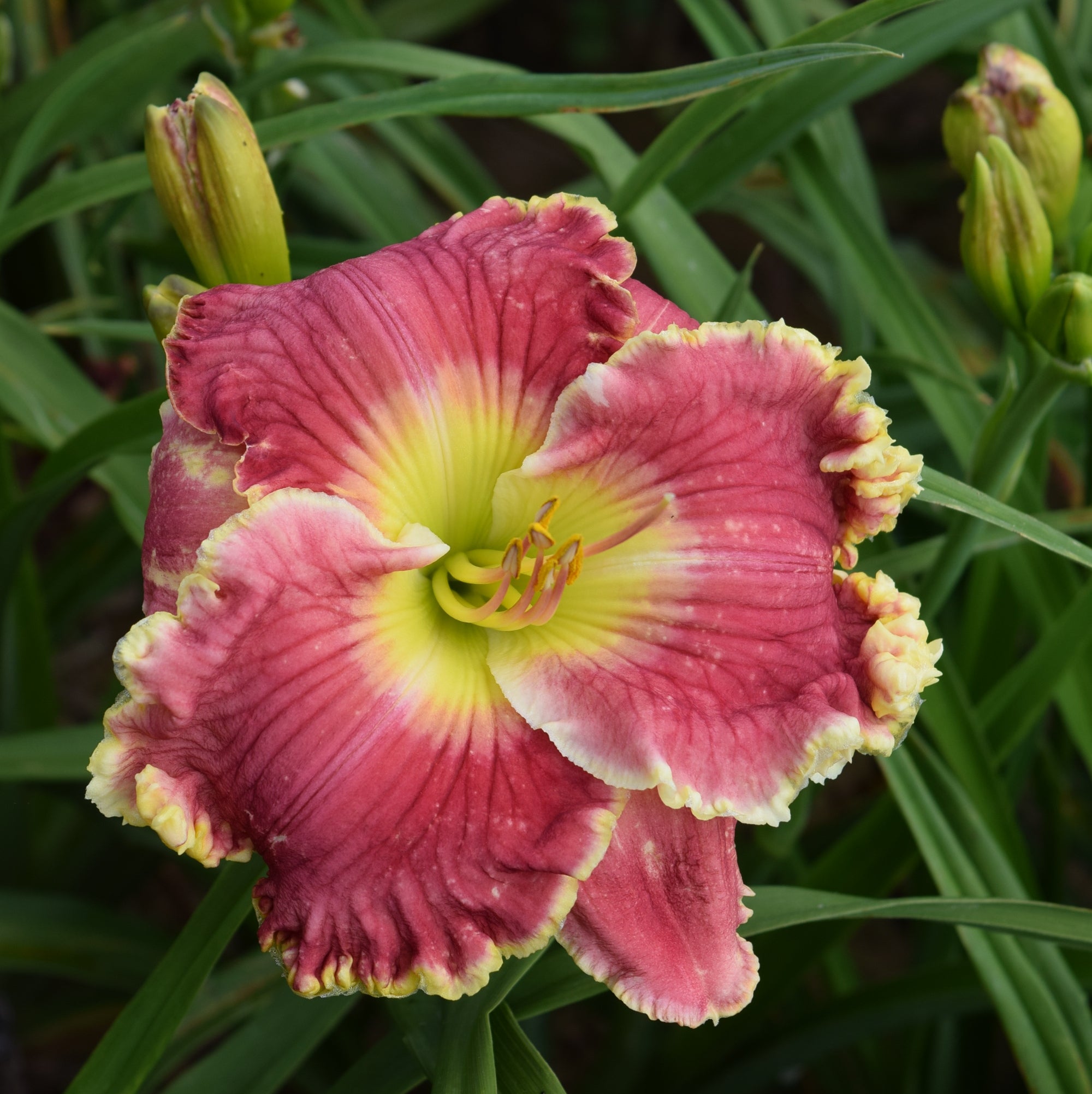 Born To Run Daylily | Gorgeous Blooms | Oakes Daylilies