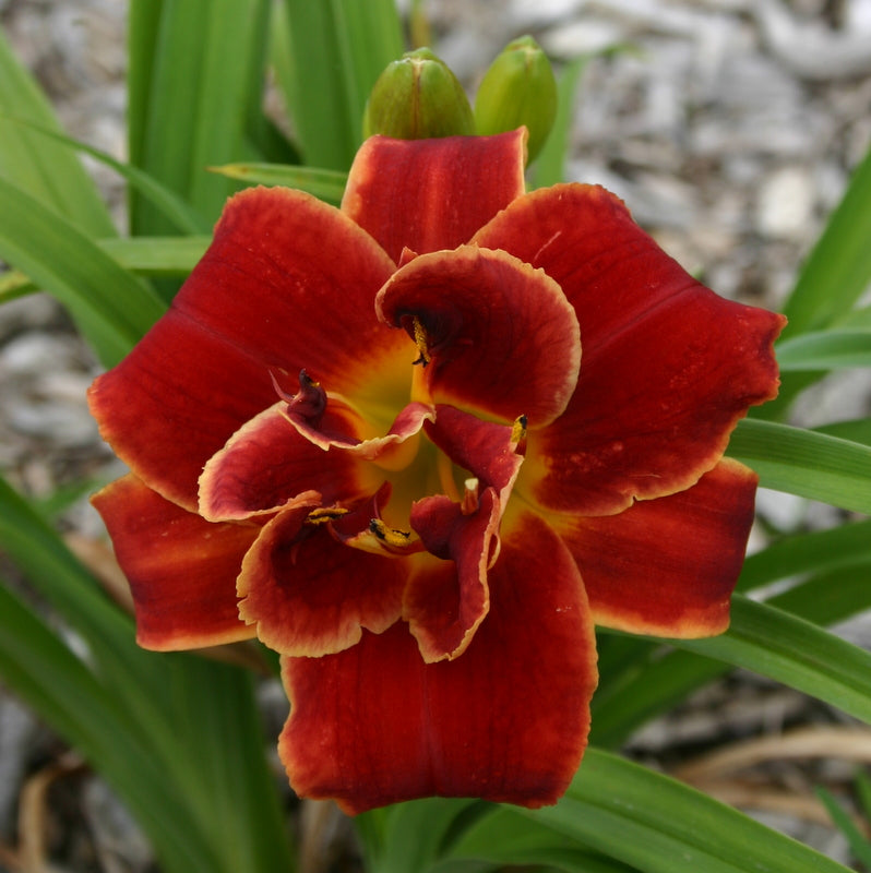 Double Daylily Collection | Delightful Double Daylilies | Oakes Daylilies