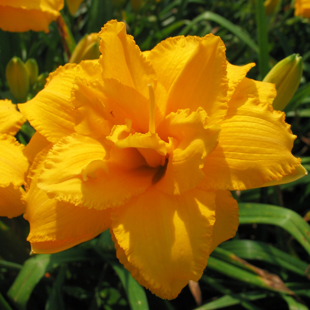 Condilla Daylily | Vibrant Gold Double Blooms | Oakes Daylilies