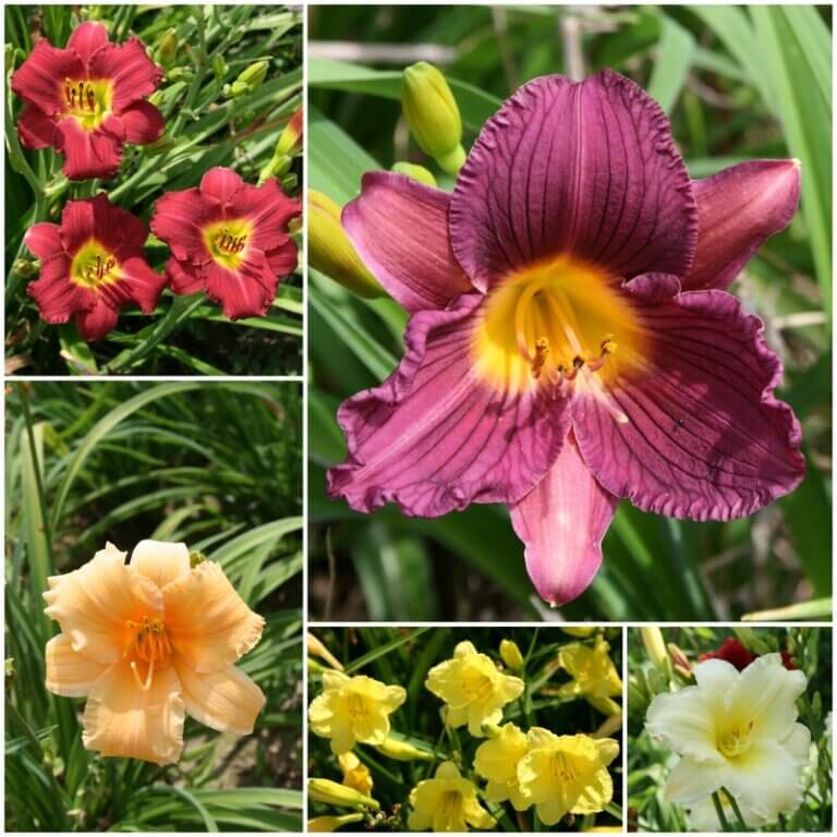 Test Daylily Collection — Oakes Daylilies