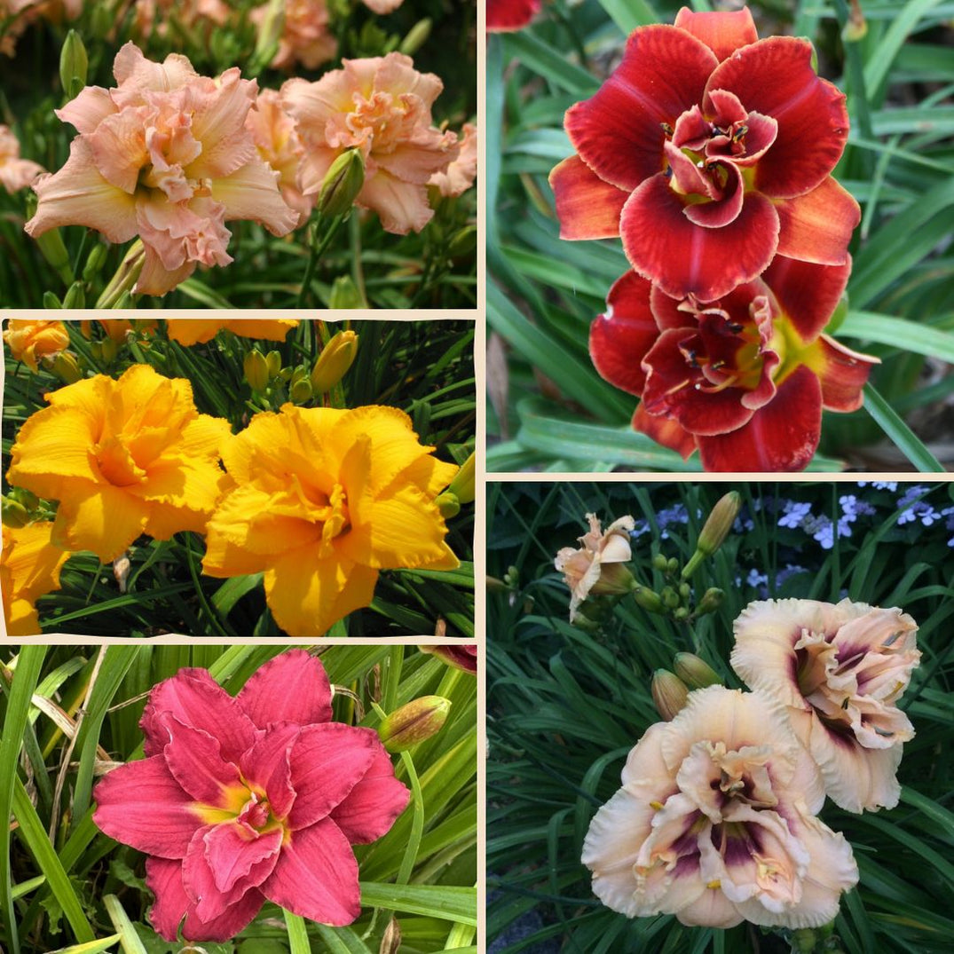 Daylilies | Fresh, Beautiful, & Easy to Grow | Oakes Daylilies