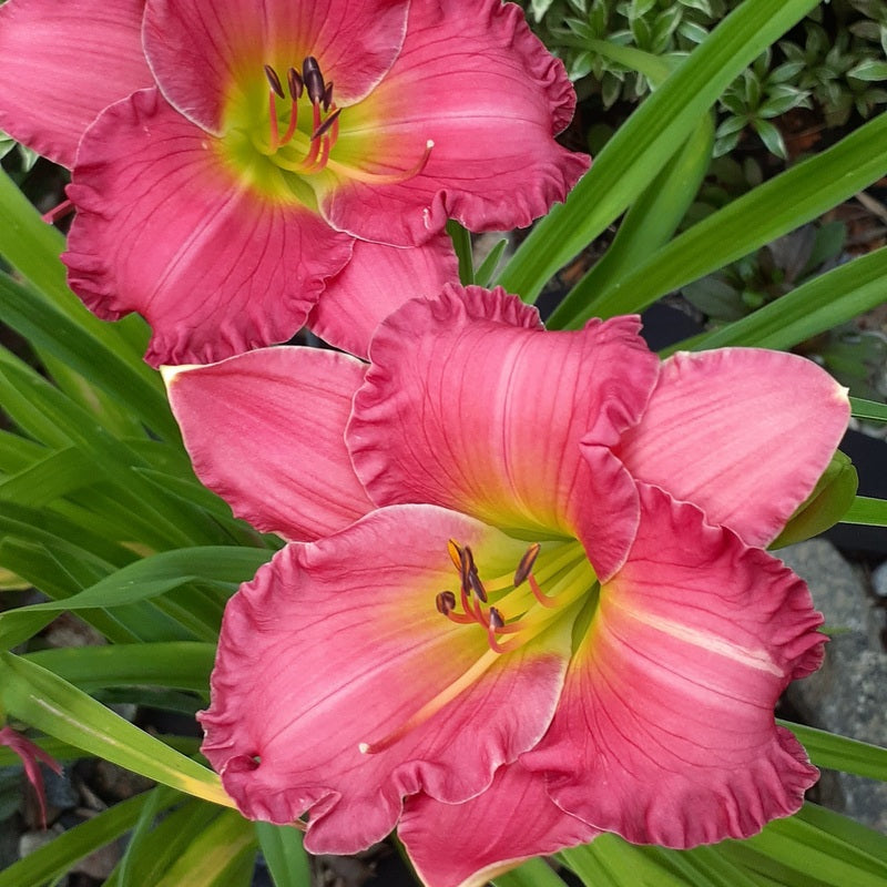Dynamite Returns Daylily | Prolific Pink Blooms | Oakes Daylilies