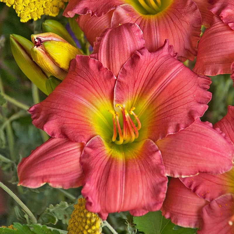 Dynamite Returns Daylily | Prolific Pink Blooms | Oakes Daylilies