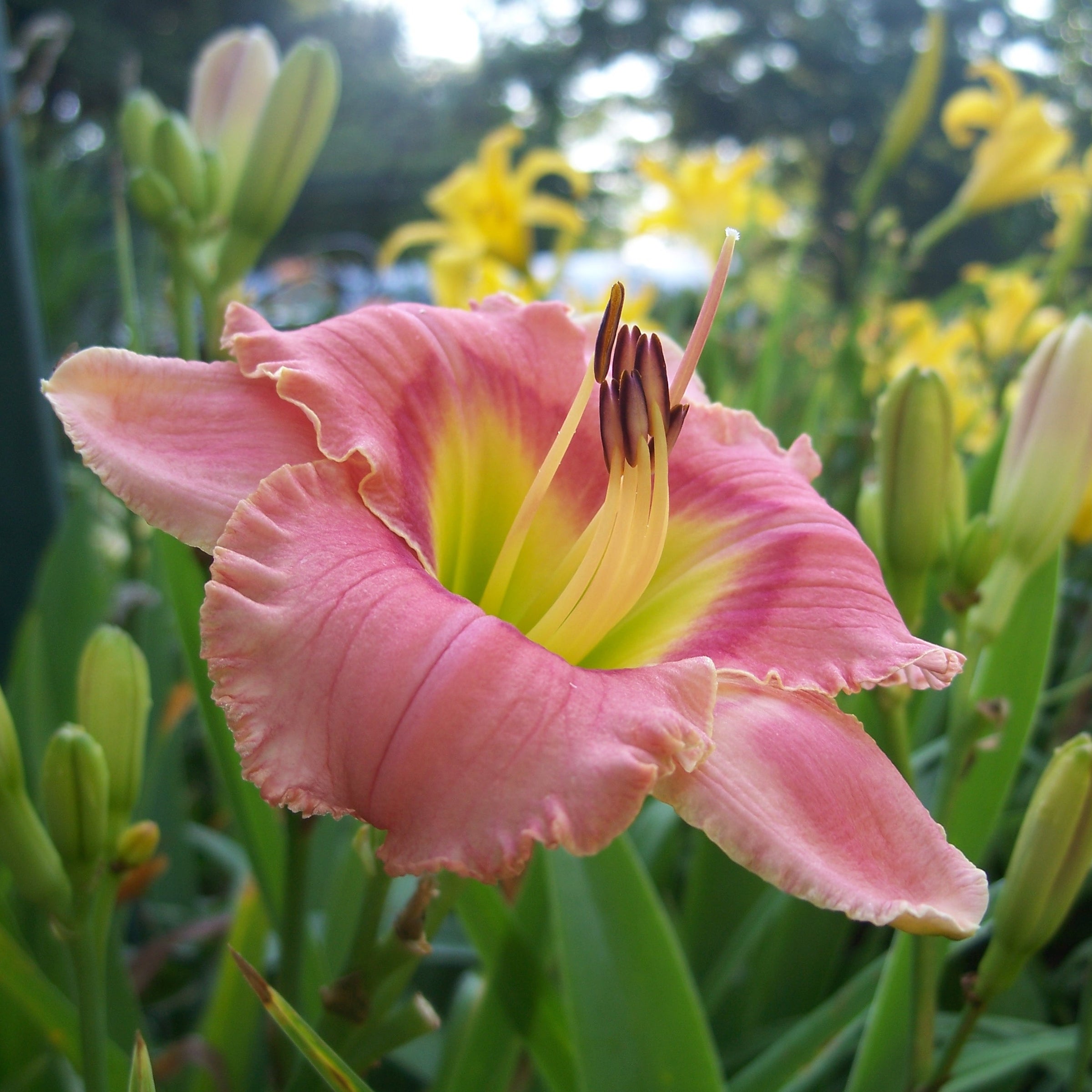 Elegant Candy Daylily | Fragrant & Lovely |Oakes Daylilies