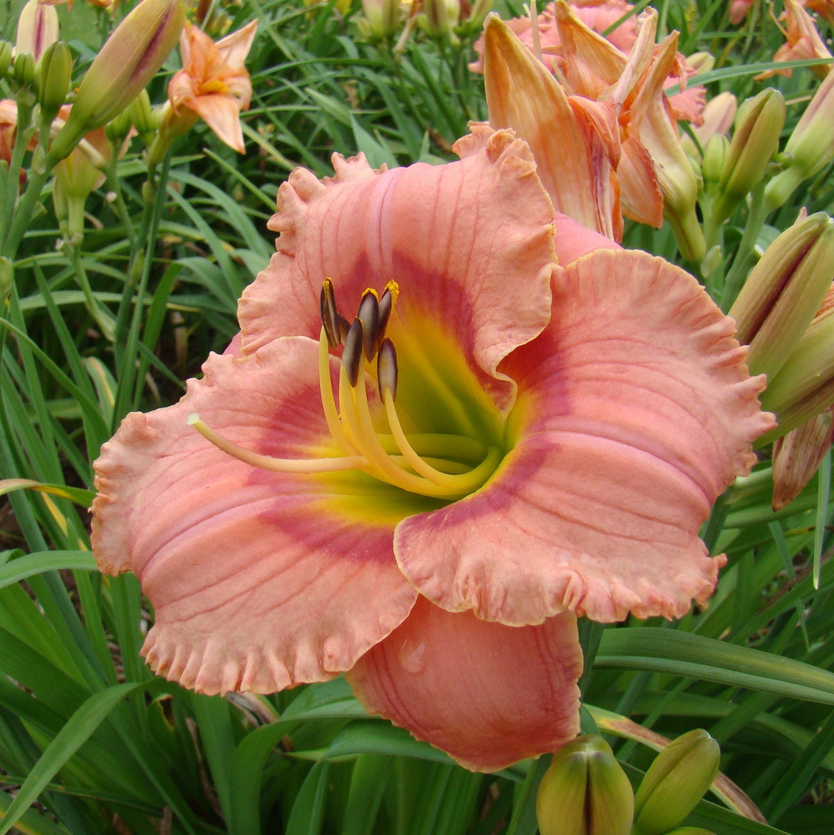 Elegant Candy Daylily | Fragrant & Lovely |Oakes Daylilies