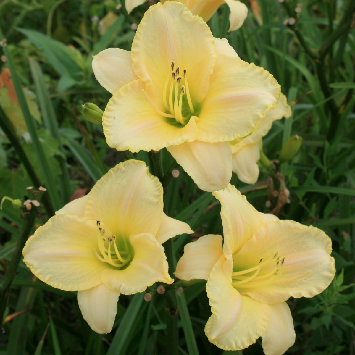 Fragrant Pastel Cheers Daylily | Tall & Fragrant | Oakes Daylilies