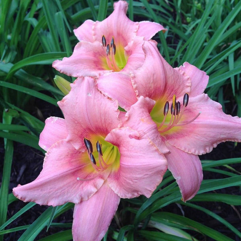 Judith Daylily | Deep South Favorite | Oakes Daylilies