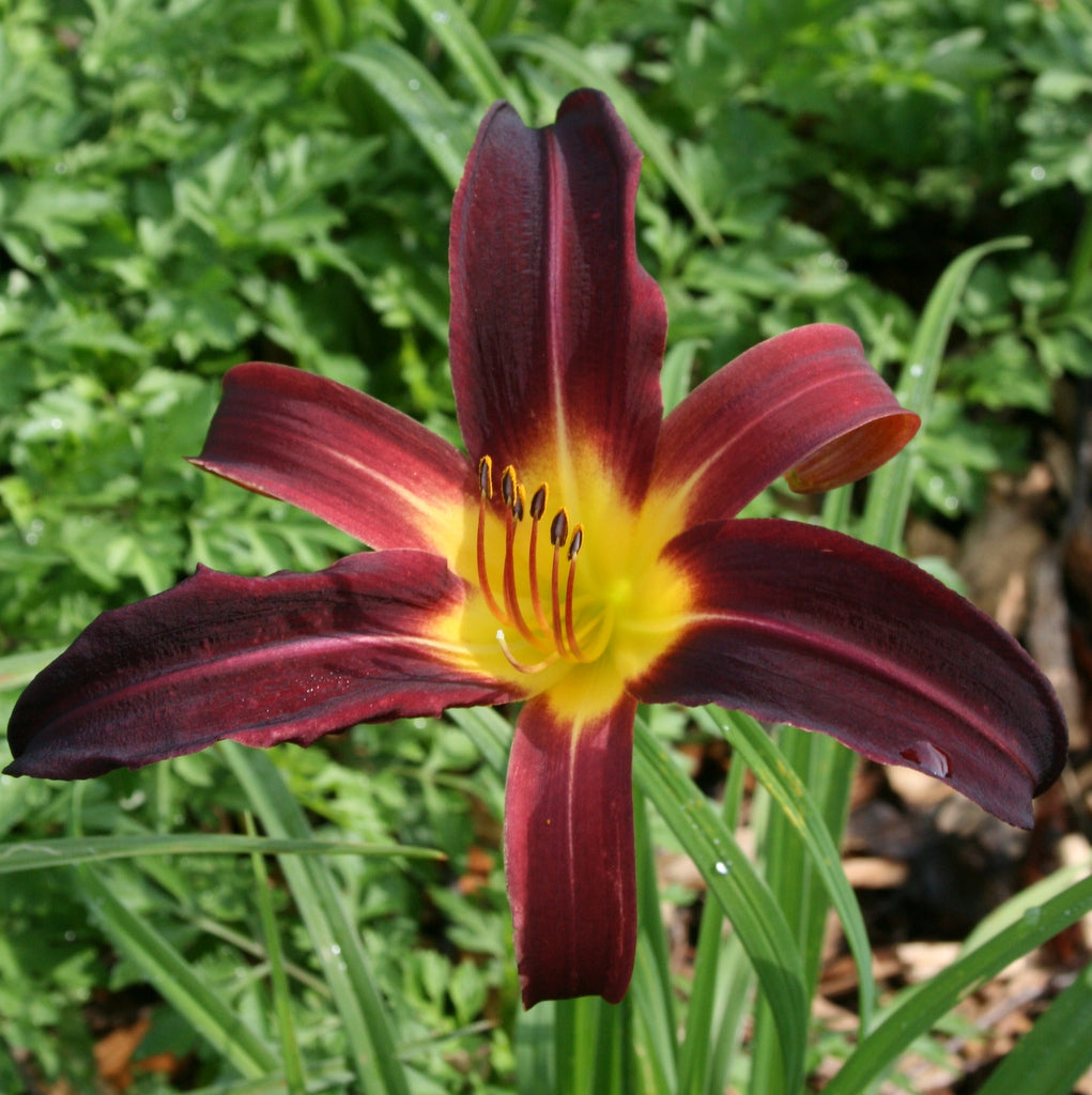Jungle Princess Daylily | Big Dark Blooms| Oakes Daylilies