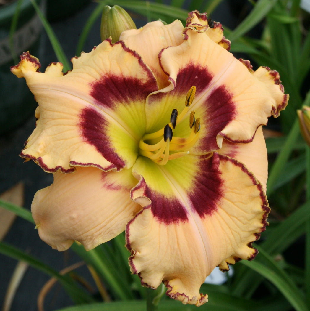 King of the Ages Daylily | Absolutely Beautiful | Oakes Daylilies