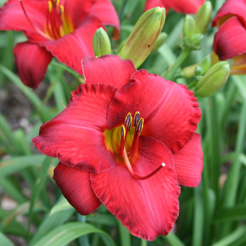 Madame Ruby Daylily | Bright Ruby Red |Oakes Daylilies