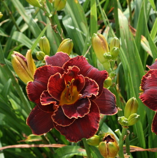 Night Embers Daylily | Unique Double Blooms | Oakes Daylilies