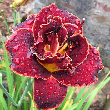 Night Embers Daylily | Unique Double Blooms | Oakes Daylilies