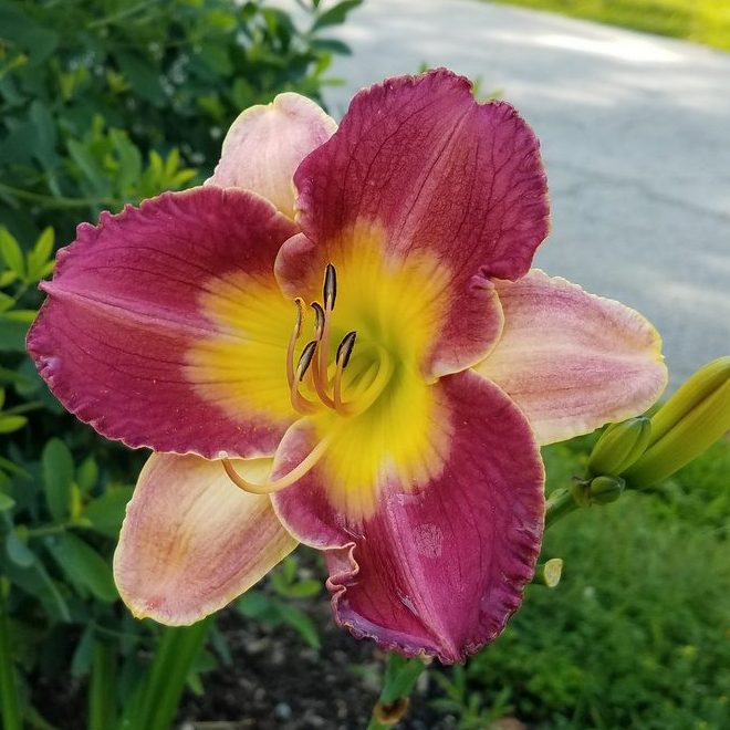 Old King Cole Daylily | Stunning Bi-Color Blooms | Oakes Daylilies