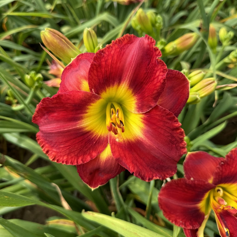 Passion for Red Daylily | Steals the Show | Oakes Daylilies