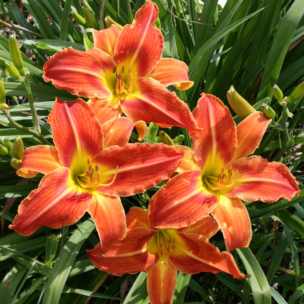 Smokerise Volcano Daylily |Bright Fragrant Beauty| Oakes Daylilies
