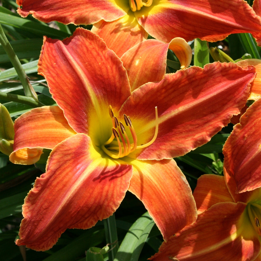 Smokerise Volcano Daylily |Bright Fragrant Beauty| Oakes Daylilies