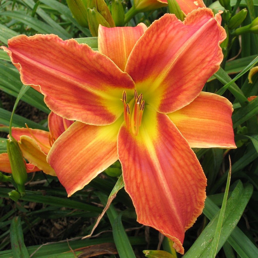 Smokerise Volcano Daylily |Bright Fragrant Beauty| Oakes Daylilies