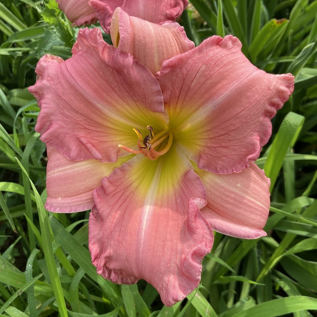 South Sea Enchantment Daylily | Stunning Blooms | Oakes Daylilies