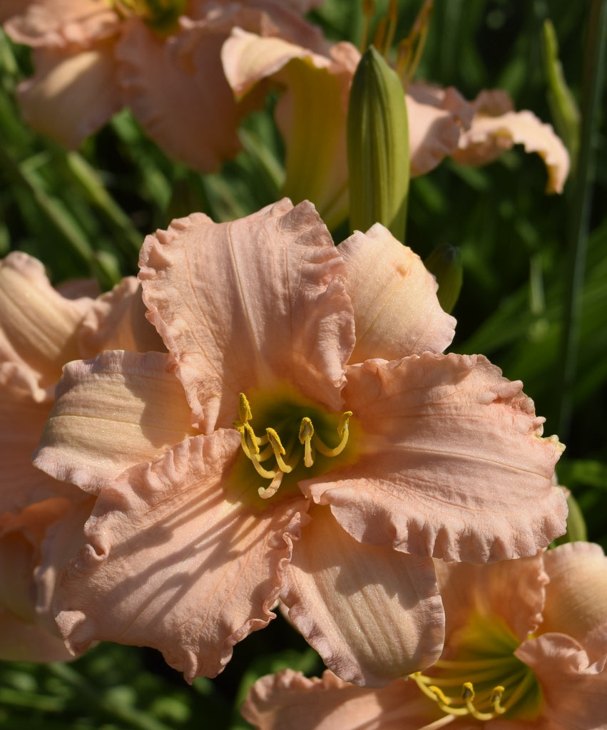 Stella's Ruffled Fingers Daylily | Pretty Pink Rebloomer | Oakes Daylilies