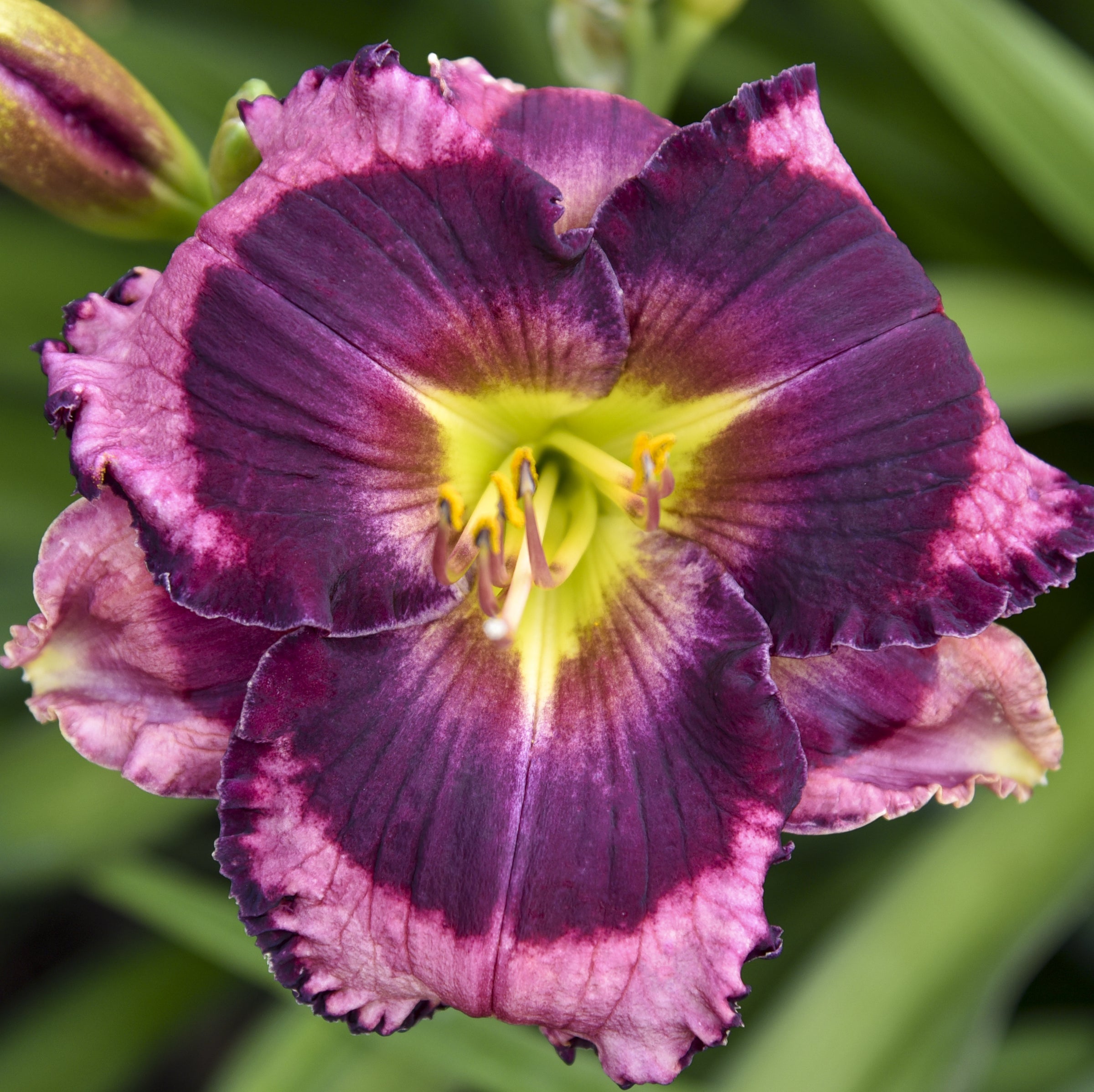 New Daylilies Collection | Some of our Newest Daylilies | Oakes Daylilies