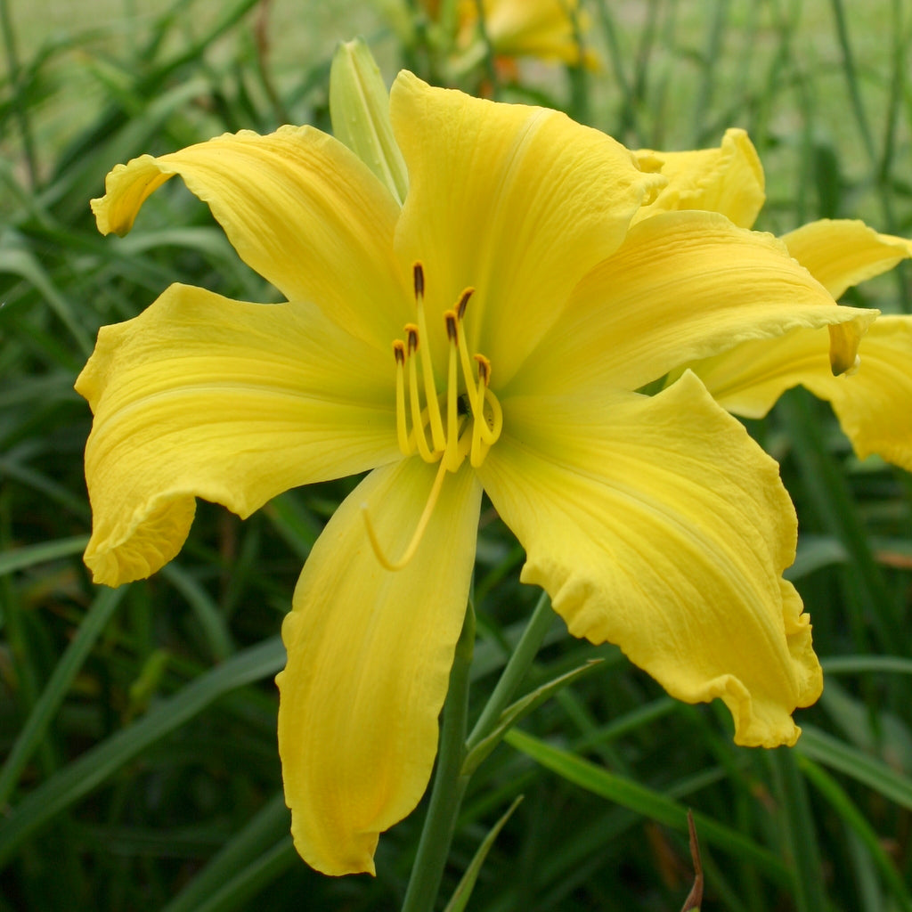 Elegant Yellow Day Lilies Photos